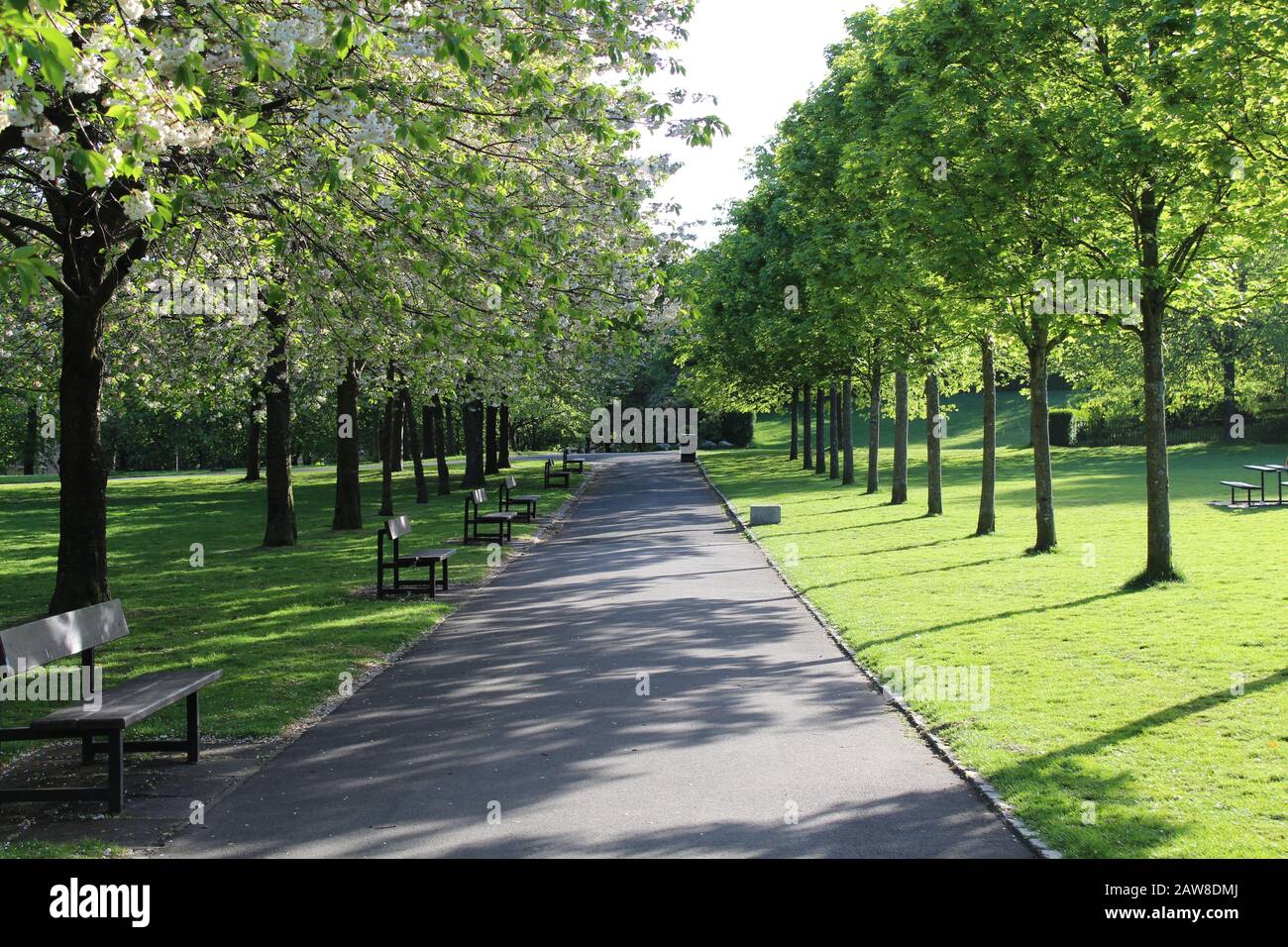 Path with a row of benches and trees Stock Photo - Alamy