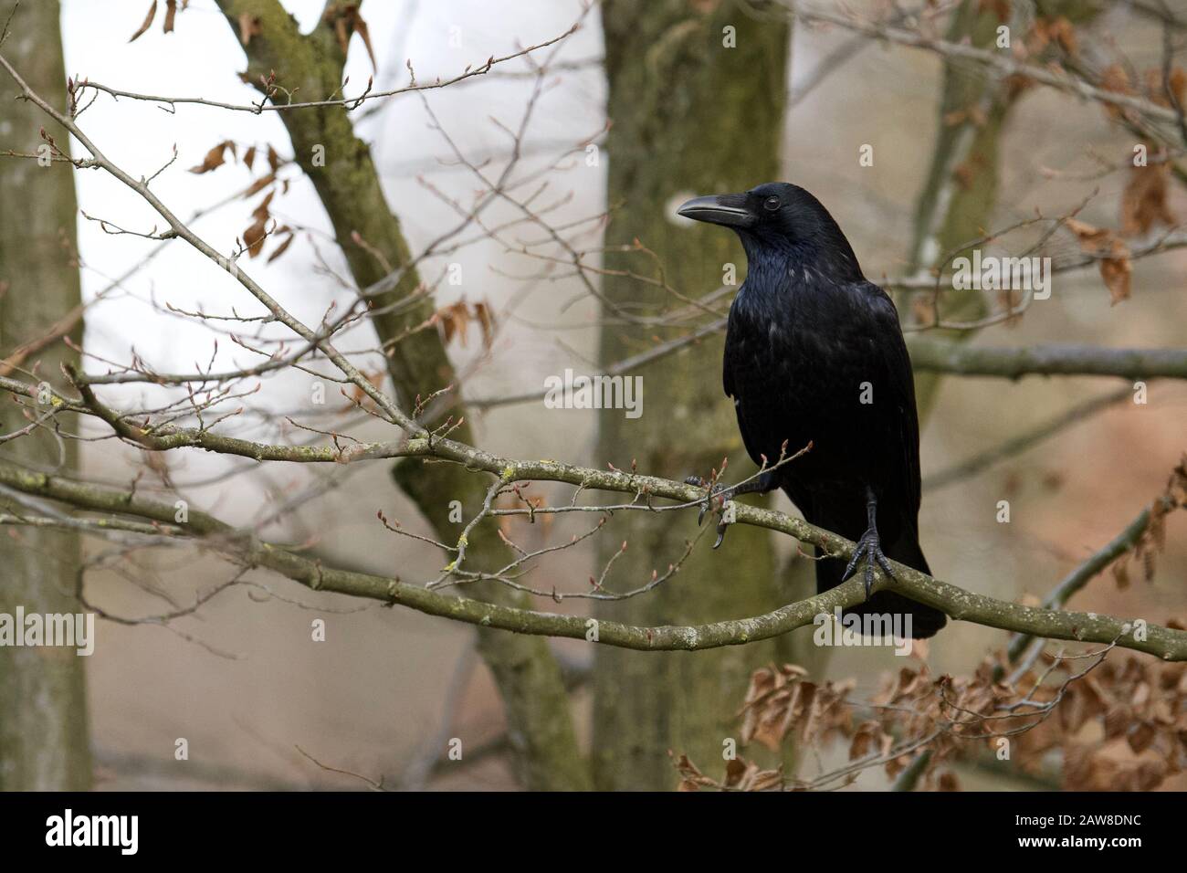 Beak profile of a common raven perched in the Bavarian woods Stock ...