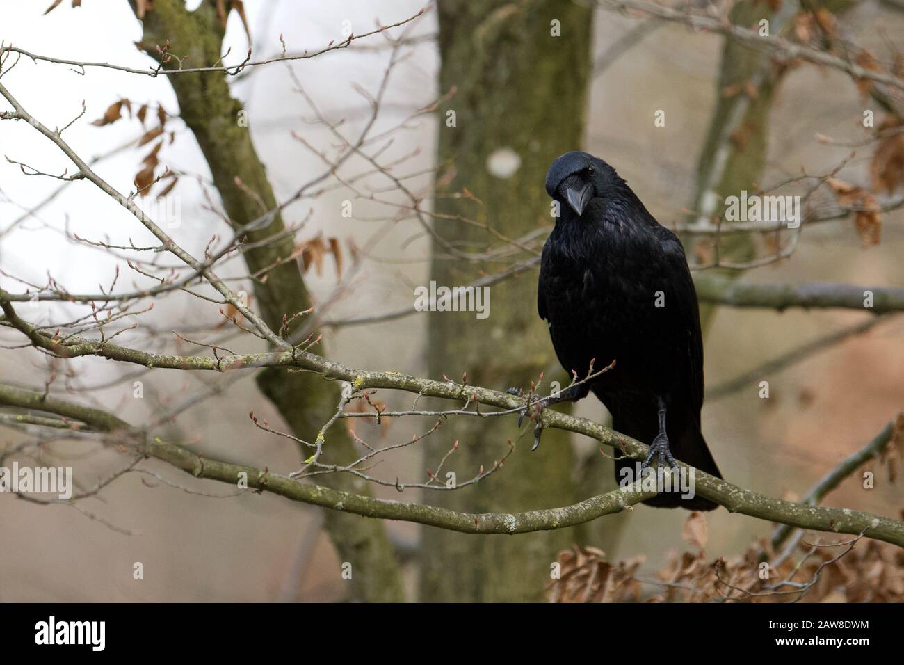 An intrigued common raven staring at the hikers in the Bavarian woods ...