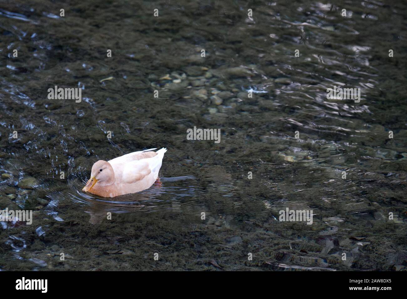 An adult female mallard duck with the rare leucistic condition Stock ...