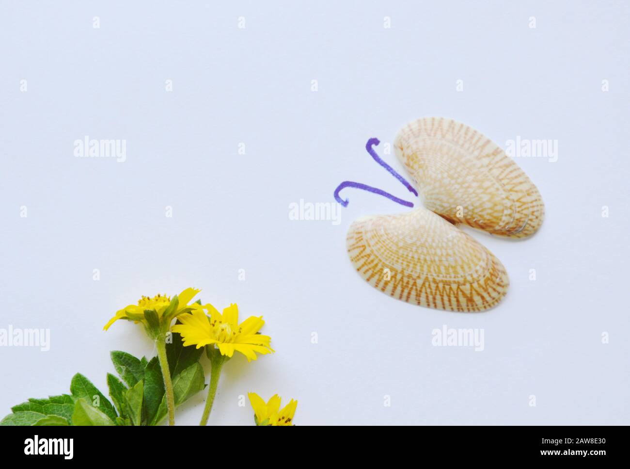 abstract clams shell look like butterfly flying to marigold on white ...