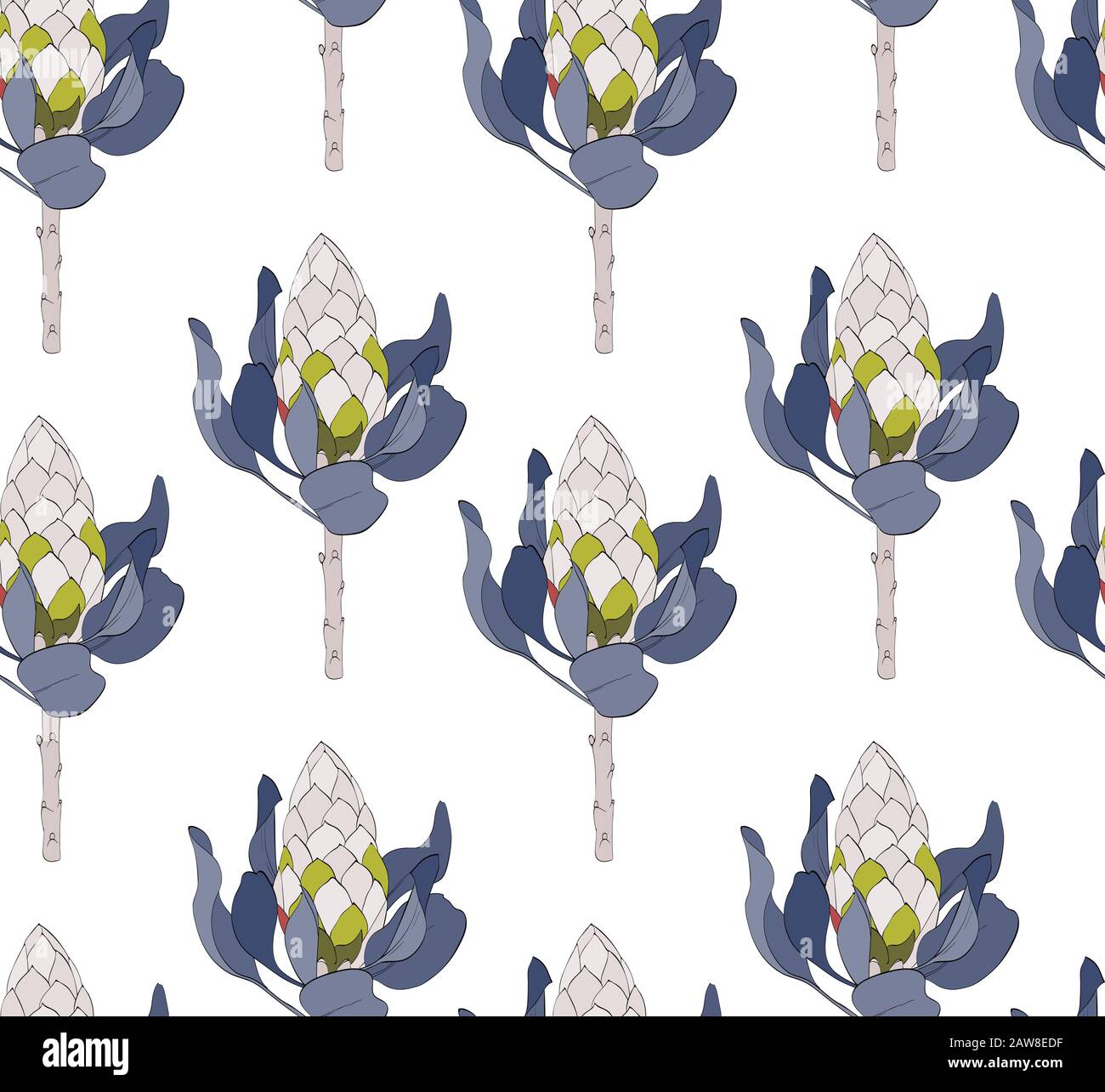 Vector pattern set of proteas. Isolated on white background Stock ...