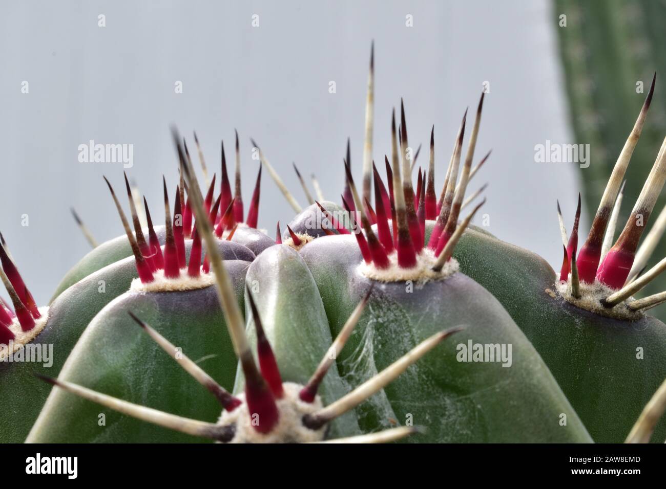 Isolated closeup of cactus leaves with red purple and white thorns ...
