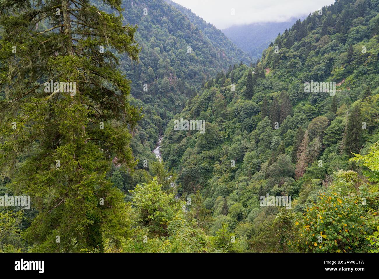Pine trees under cloud and fog in black sea region, Turkey. Forest near ...