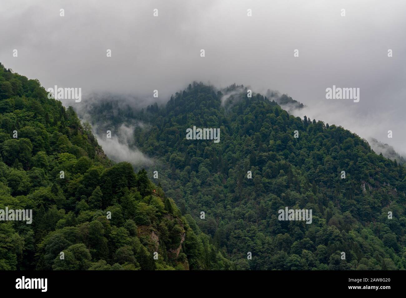 Pine trees under cloud and fog in black sea region, Turkey. Forest near ...