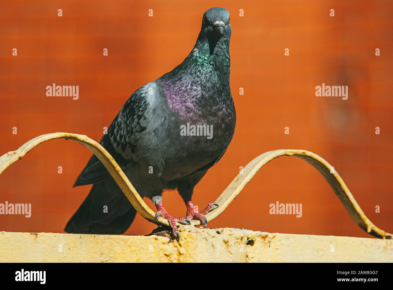 Curious pigeon hi-res stock photography and images - Alamy