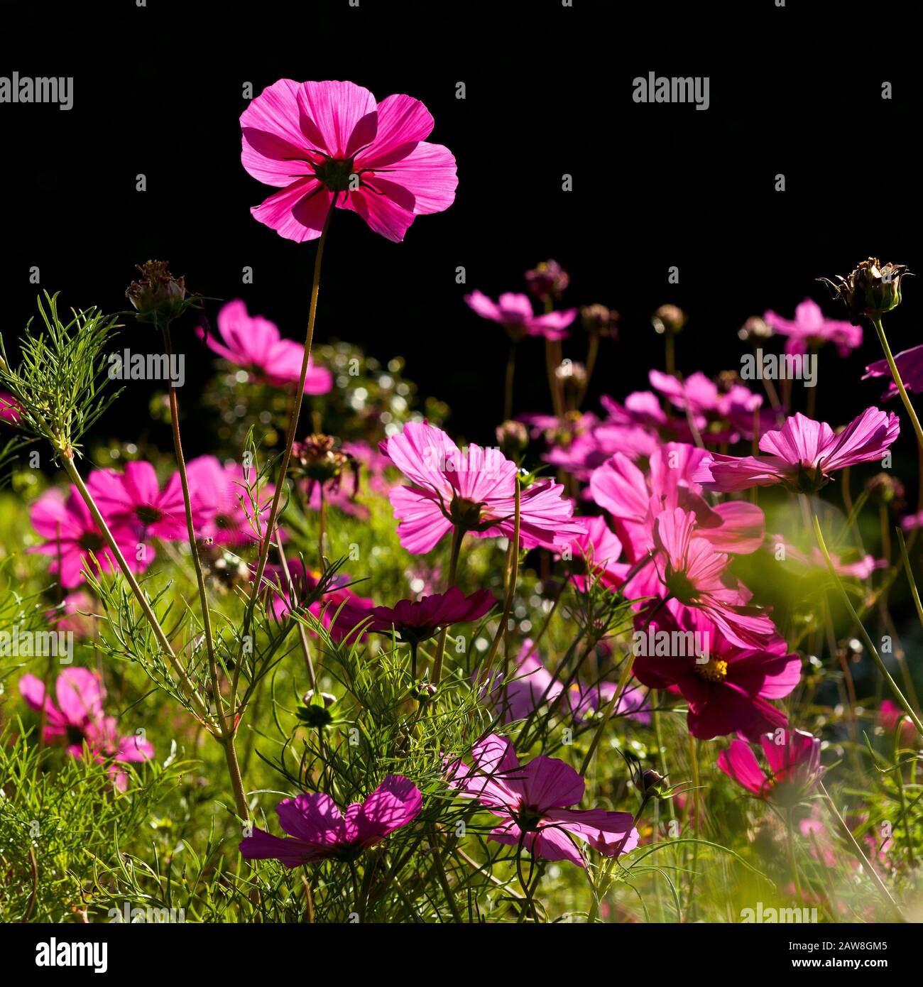Feathery flowers hi-res stock photography and images - Alamy