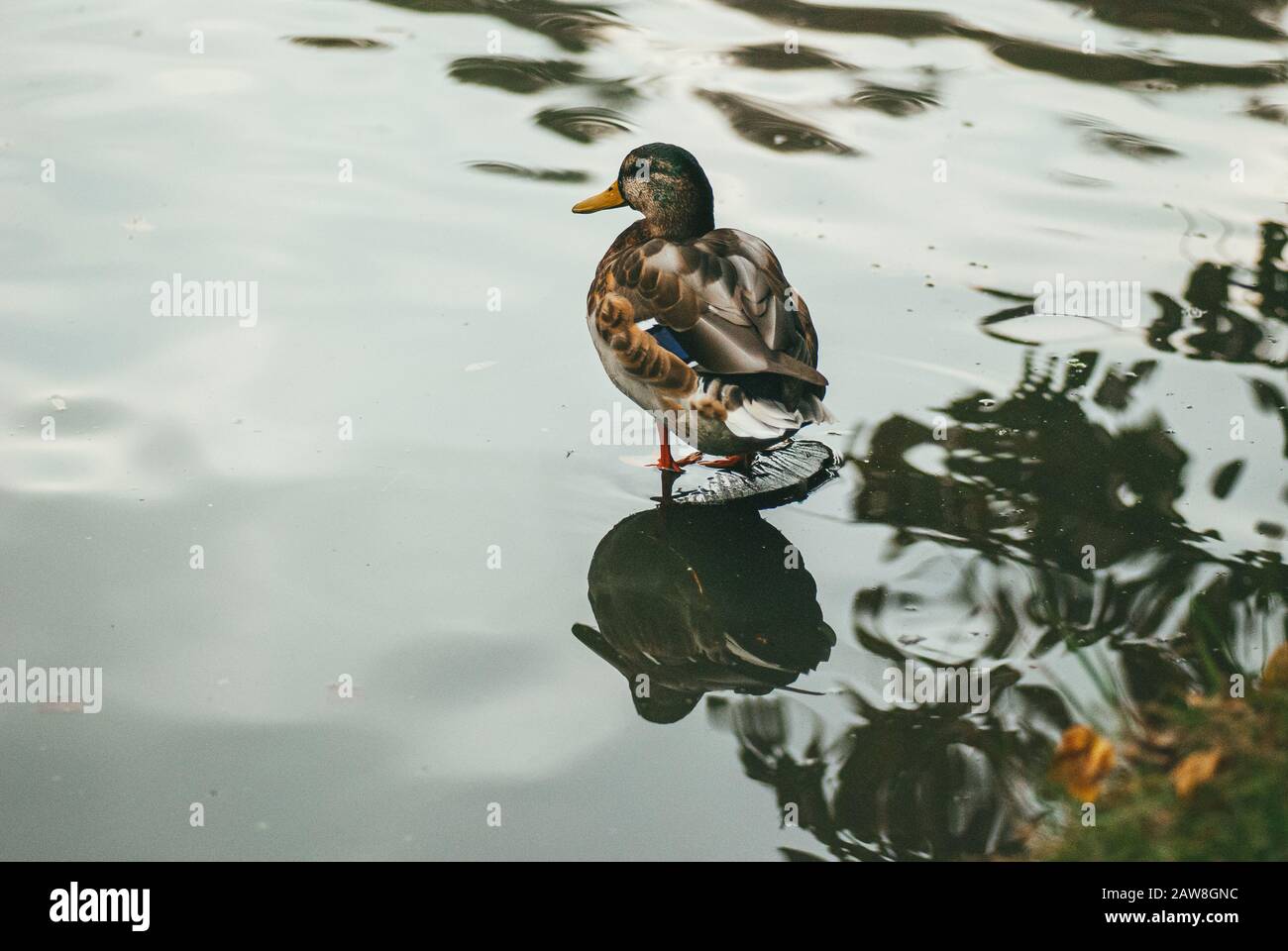 Female mallard stands in shallow hi-res stock photography and images ...