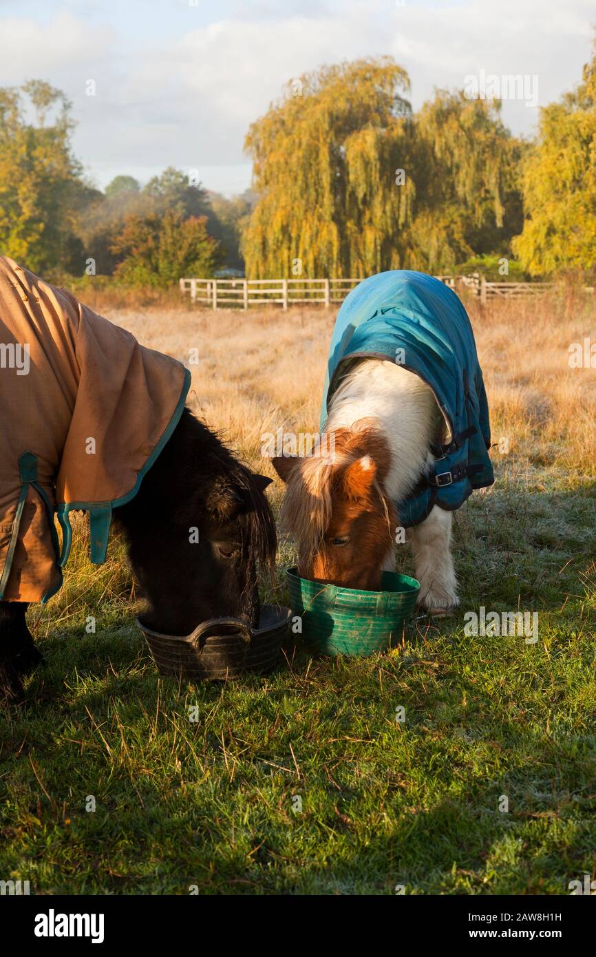 Two ponies eating from feed bowls a field Stock Photo - Alamy