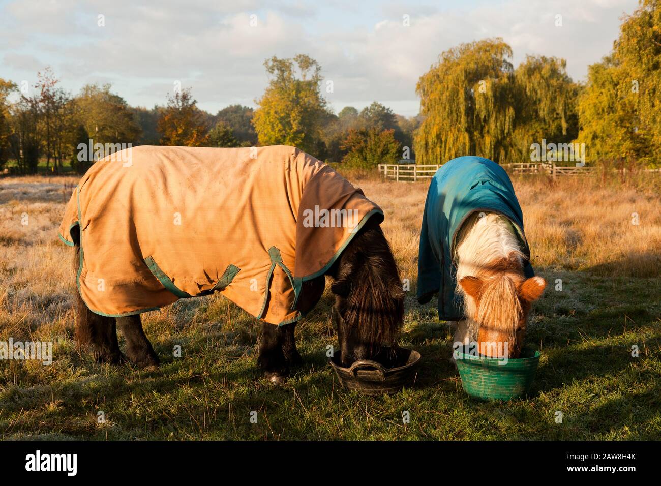 Field feeding company hi-res stock photography and images - Alamy