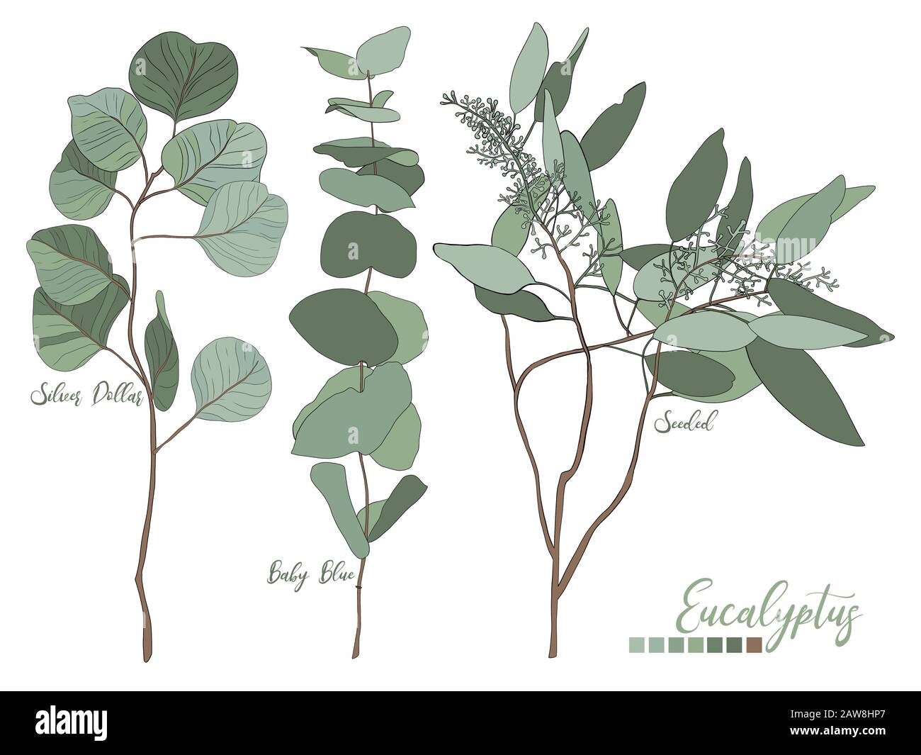 Silver dollar eucalyptus branch Stock Vector Images - Alamy