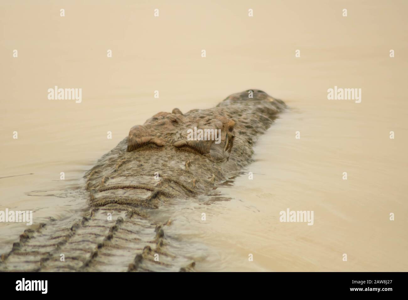 dangerous crocodile in river floating towards the next prey Stock Photo ...