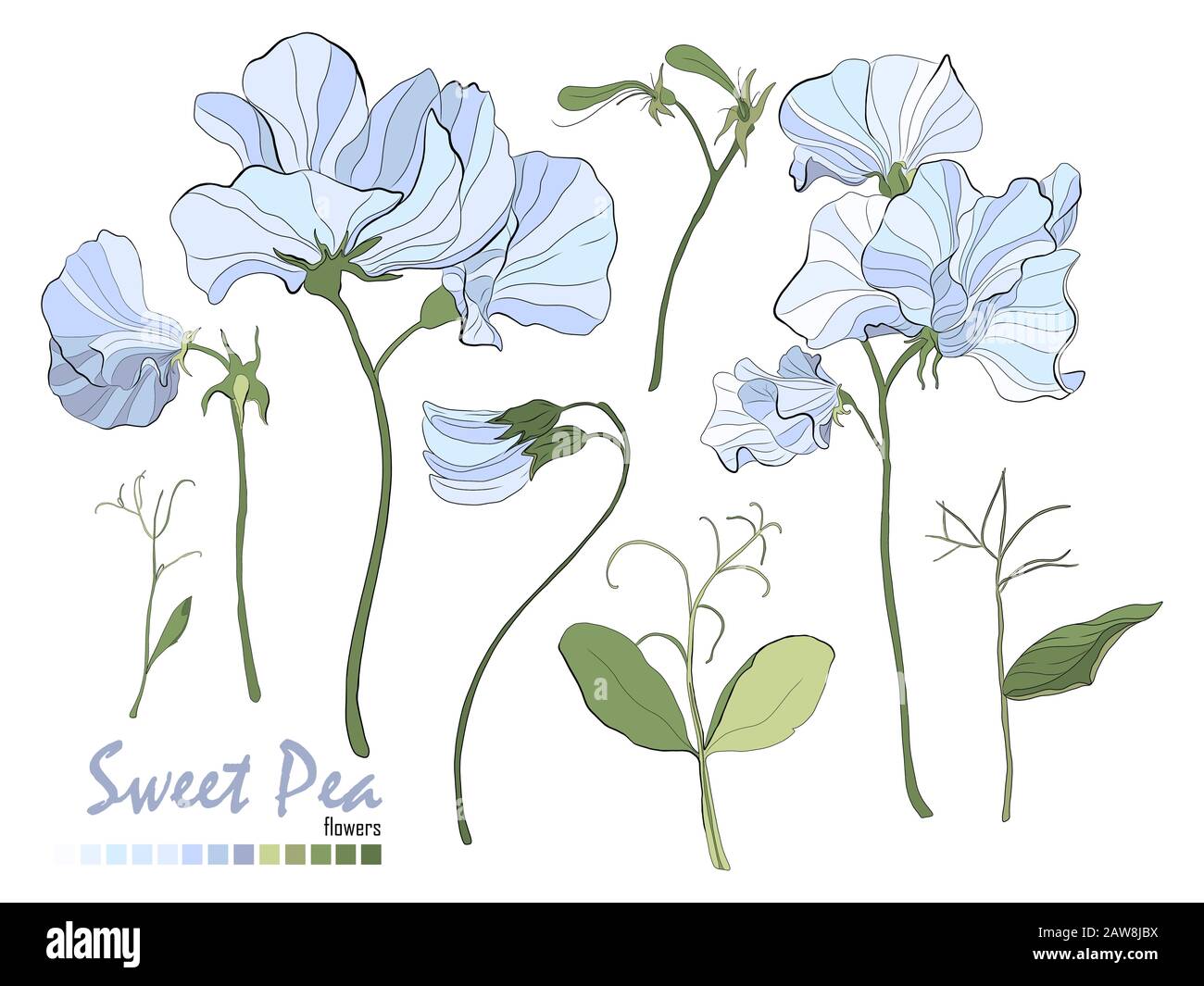 Sweet Pea Illustration