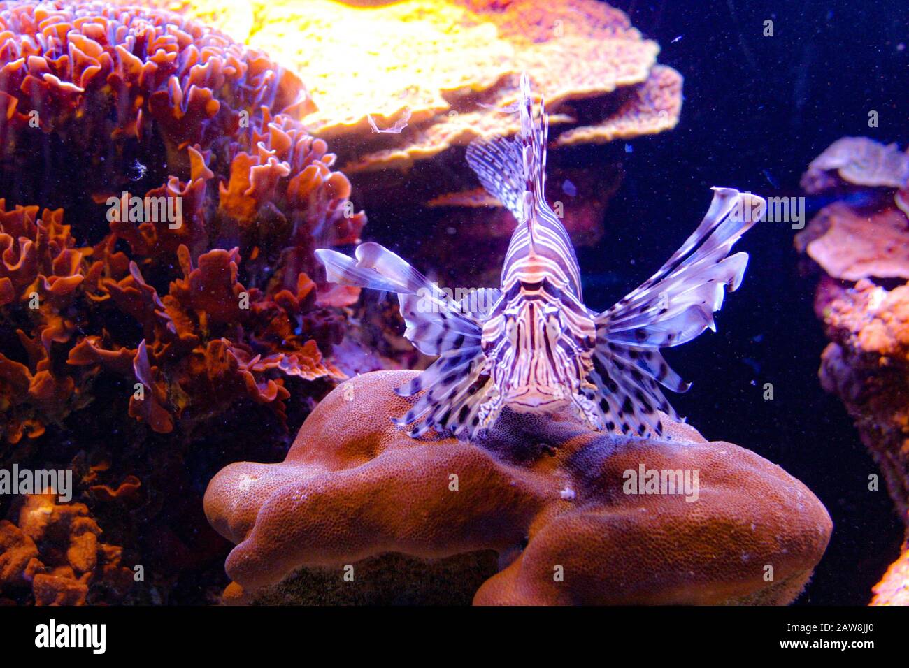 Common Lionfish or devil firefish (Pterois miles). This species is ...