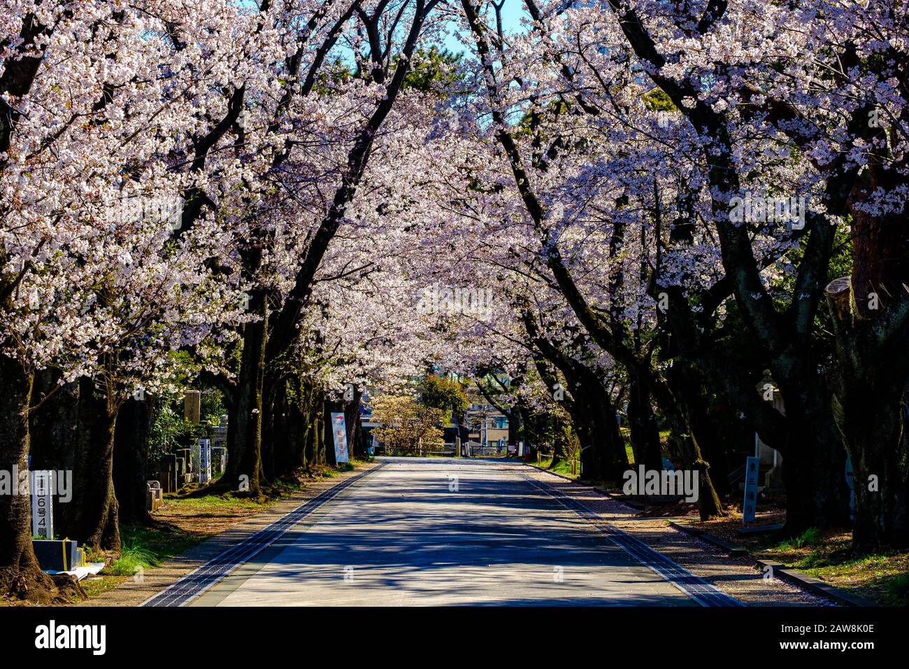 Cherry blossom road Stock Photo - Alamy