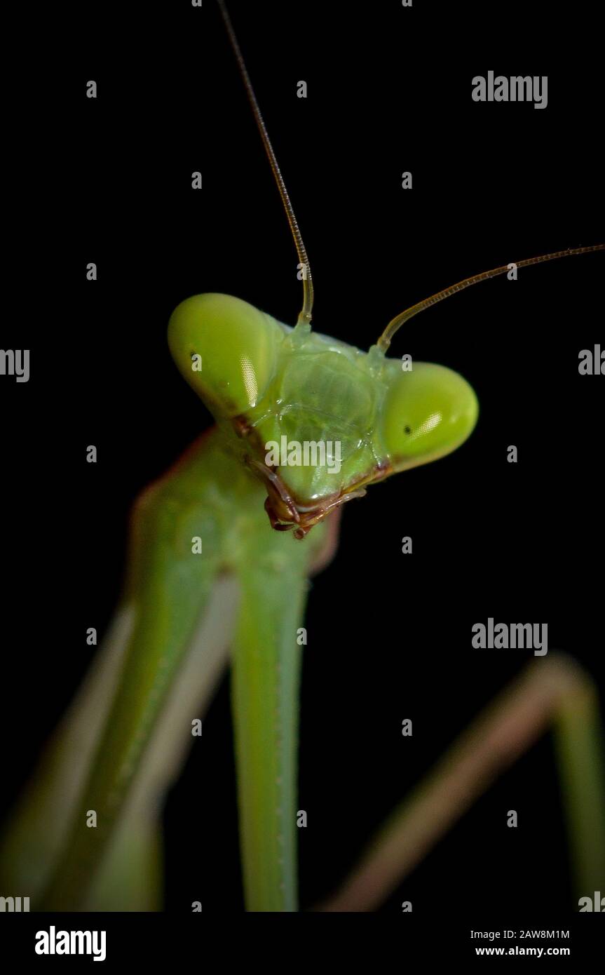 Close up portrait of praying mantis Stock Photo - Alamy