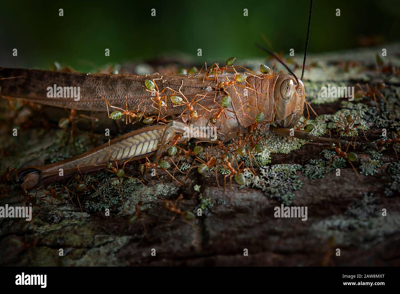 Lord howe insect hi-res stock photography and images - Alamy