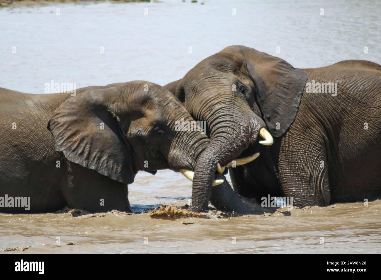 Young elephants playfully interact with each other in river Stock Photo ...