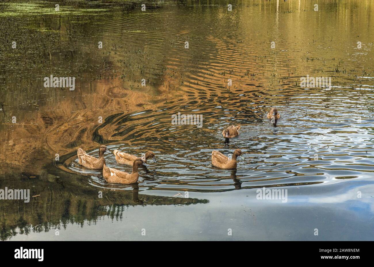 Brown coloured unnamed cross bred ducks on the Upper Lake at Clydach ...
