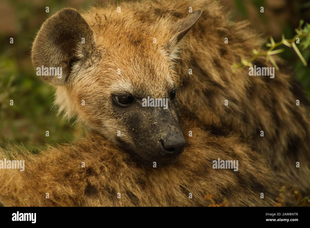 young hyena relaxing on mothers back feeling safe Stock Photo - Alamy
