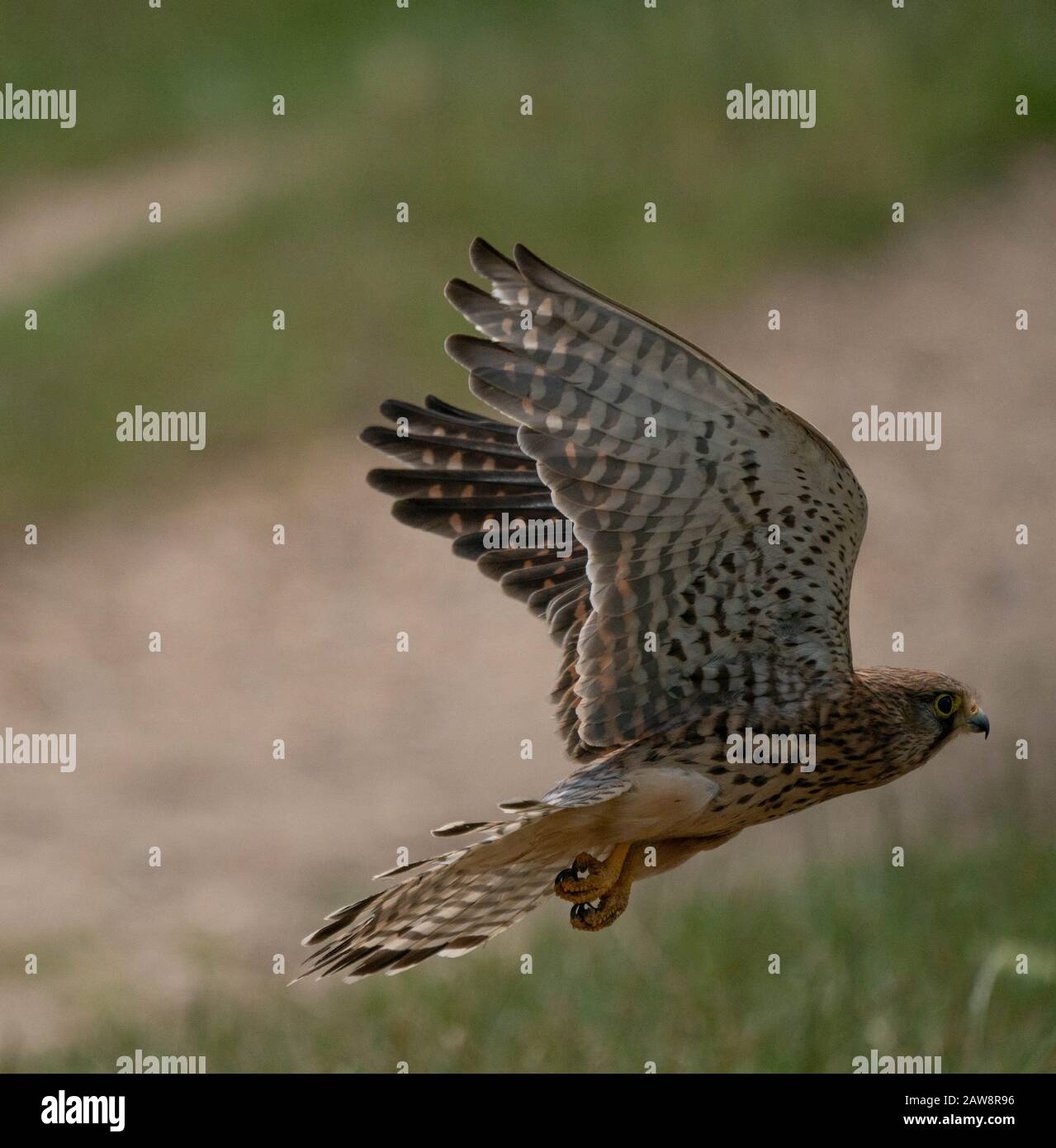 raptor bird of prey UK wild Stock Photo - Alamy