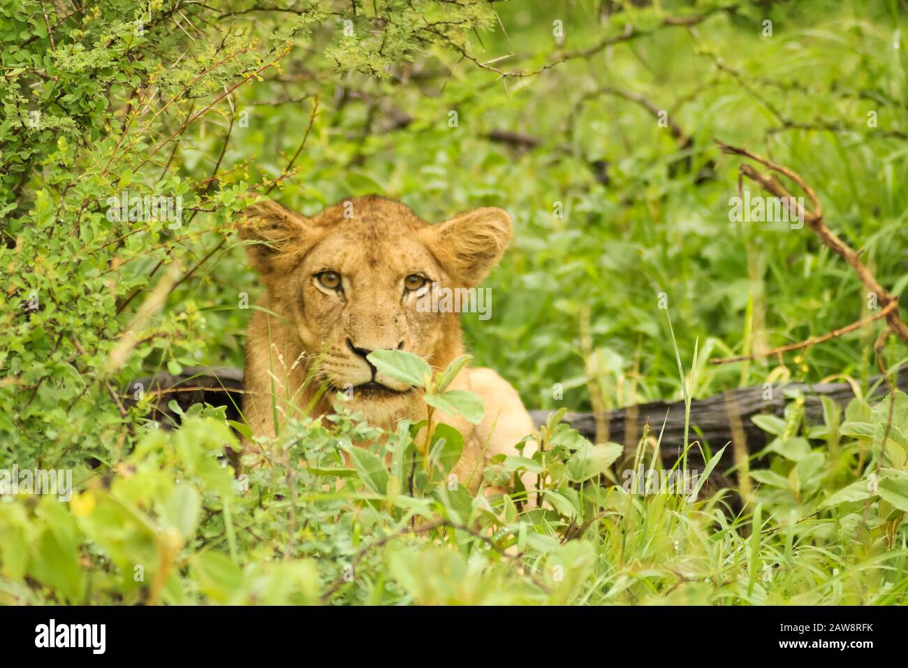 grown lion relaxing but still being awake and watching the surrounding ...