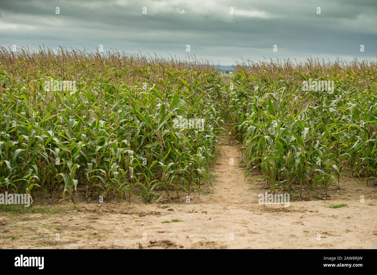 Field of maise in Wiltshire ready for harvest Stock Photo - Alamy