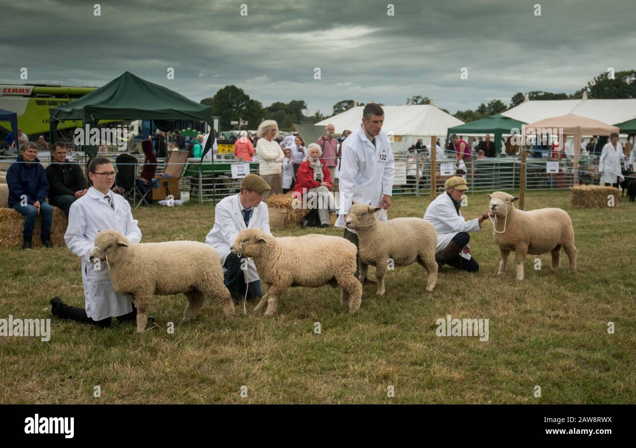 Frome Cheese Show High Resolution Stock Photography and Images - Alamy