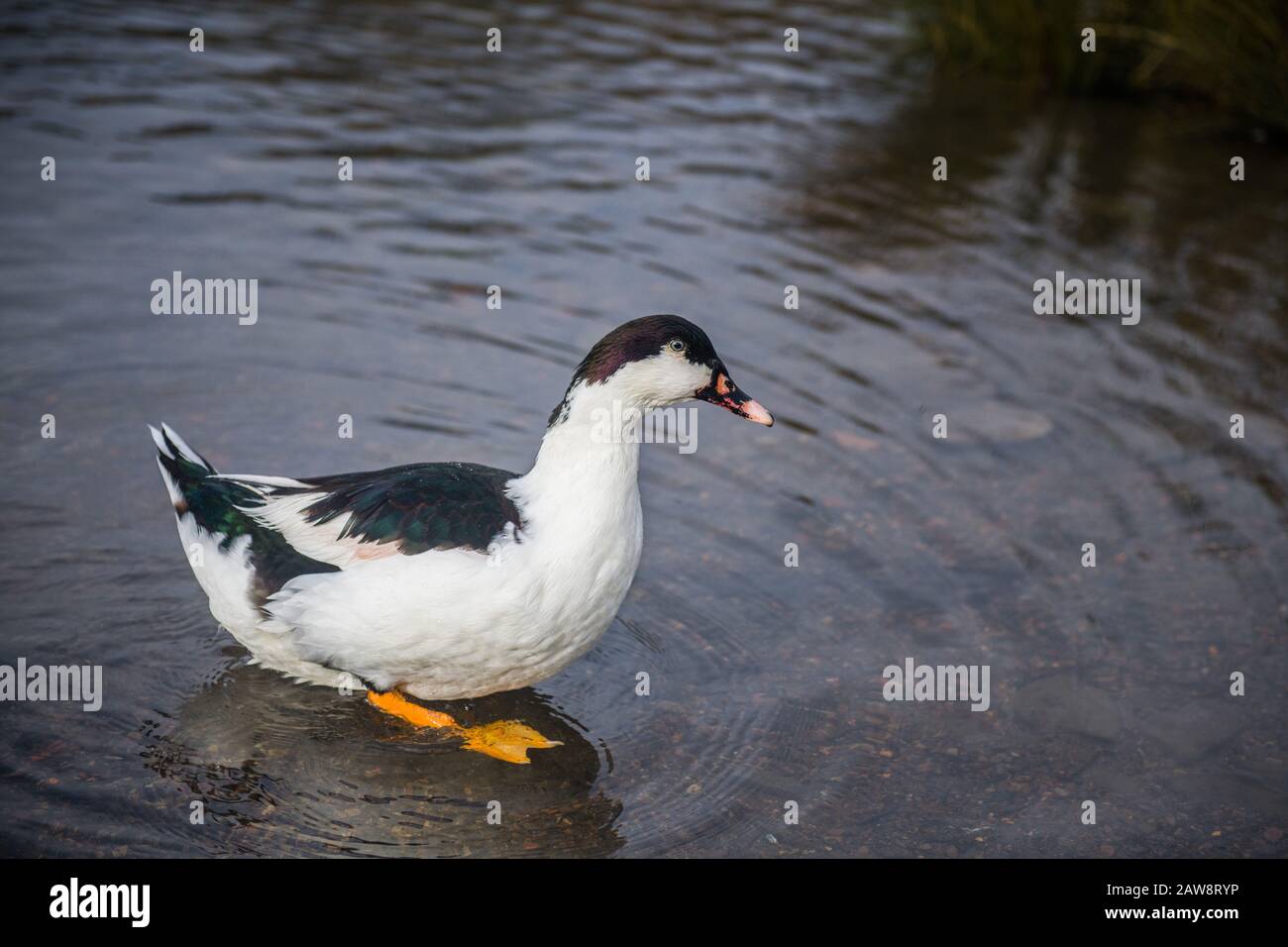 A magpie duck on the Lower Lake at Clydach Vale in the Rhondda Valley ...
