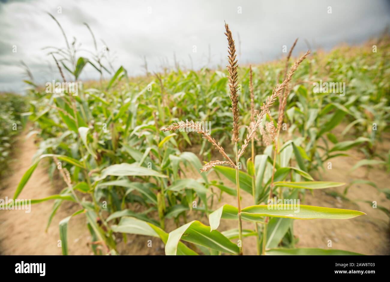 Maise hi-res stock photography and images - Alamy