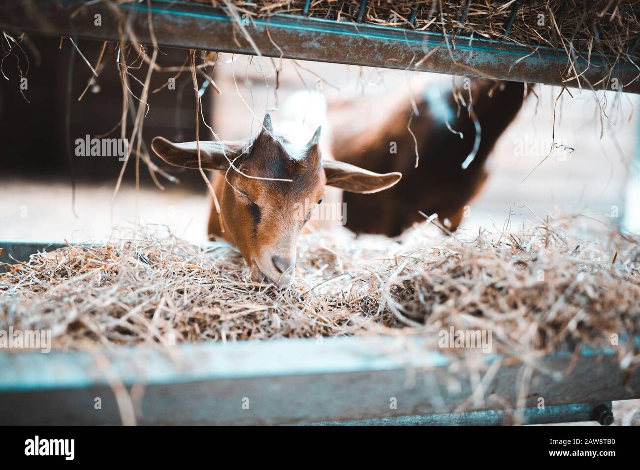 Cute baby goat at a farm in Holland, Europe Stock Photo - Alamy