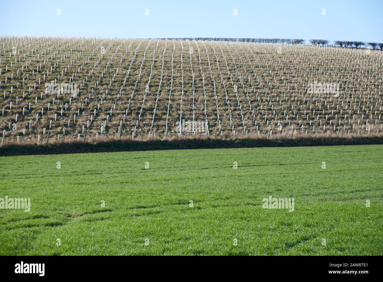 Newly Planted Trees with Plastic Protective Shields on the East ...