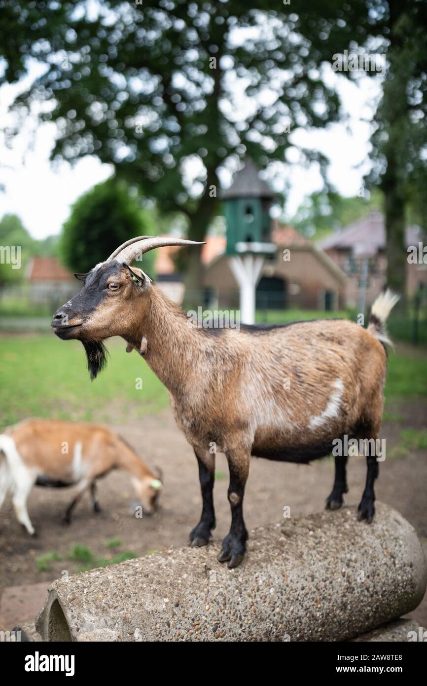 Male goat at a farm in Holland, Europe Stock Photo - Alamy
