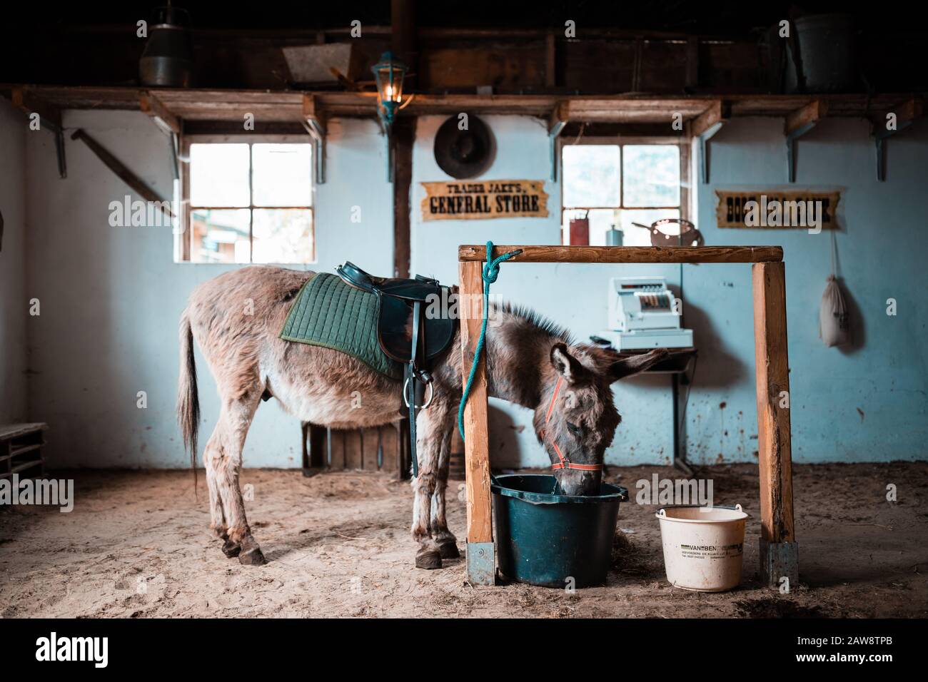 Donkey in a barn eating food, Western Texas setting. Retro style barn ...