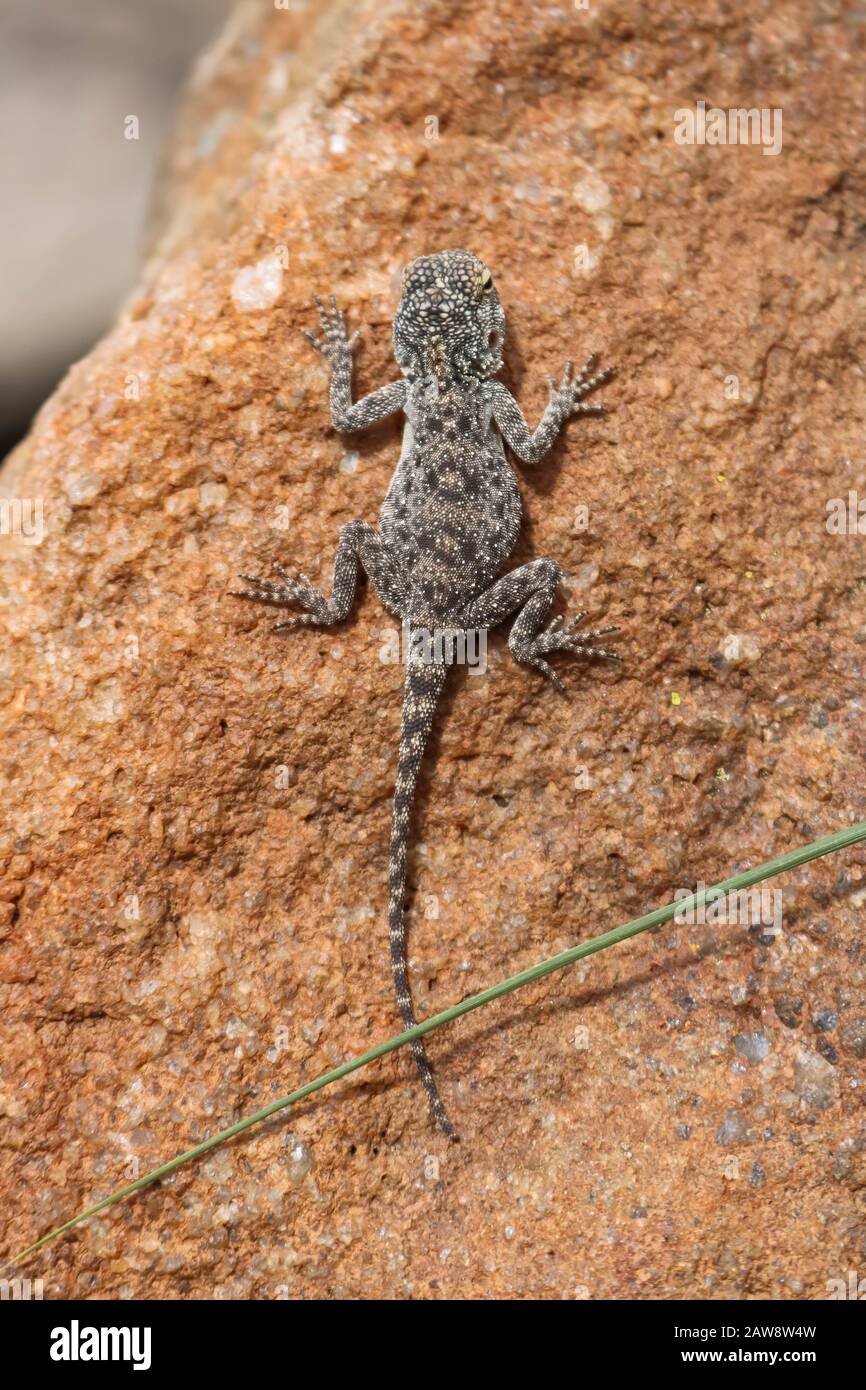 Gecko top view hi-res stock photography and images - Alamy