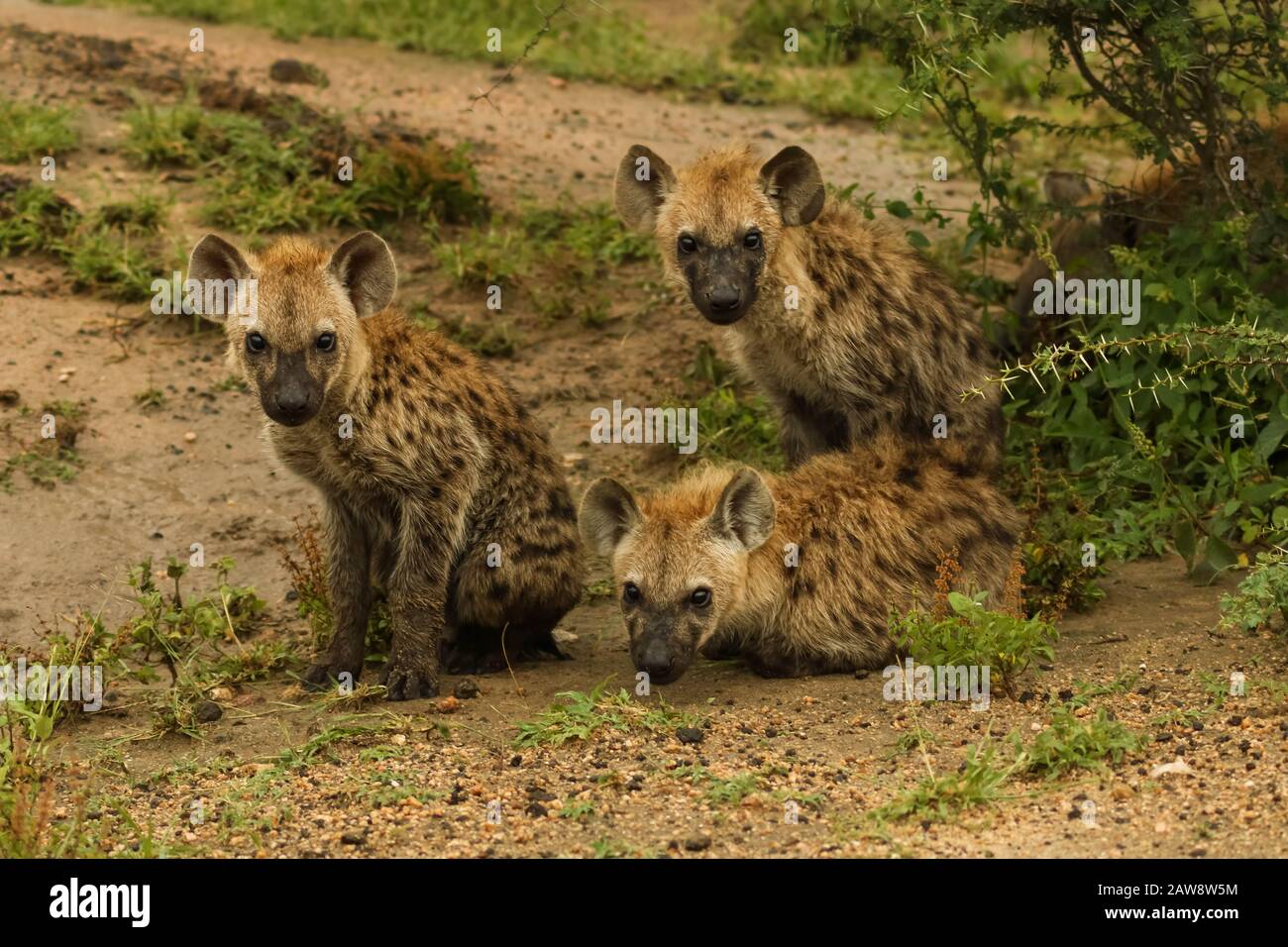 group of young hyenas waiting under a tree Stock Photo - Alamy
