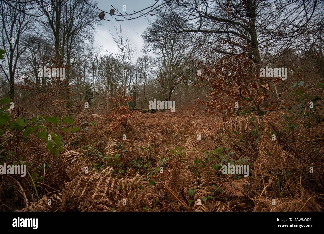 Savernake forest hi-res stock photography and images - Alamy