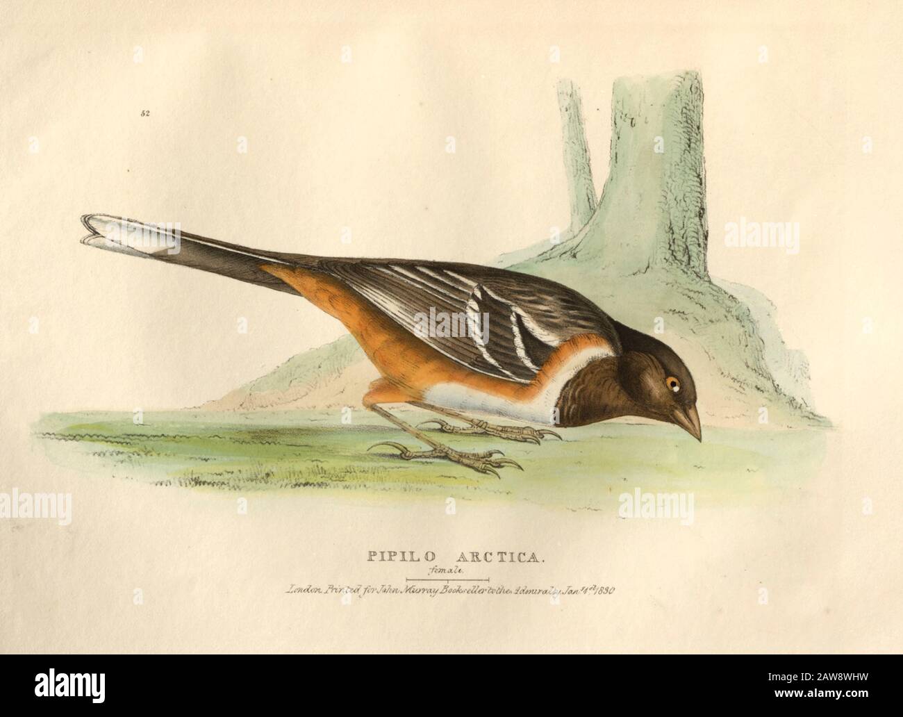 Female Pipilo arctica color plate of North American birds from Fauna ...