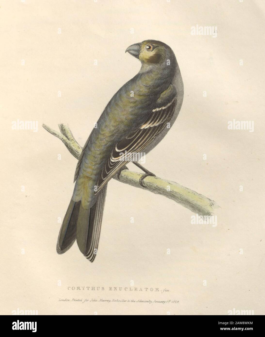 Female Pine Grosbeak (Corythus enucleator), color plate of North ...