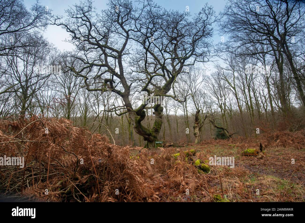 Savernake forest hi-res stock photography and images - Alamy