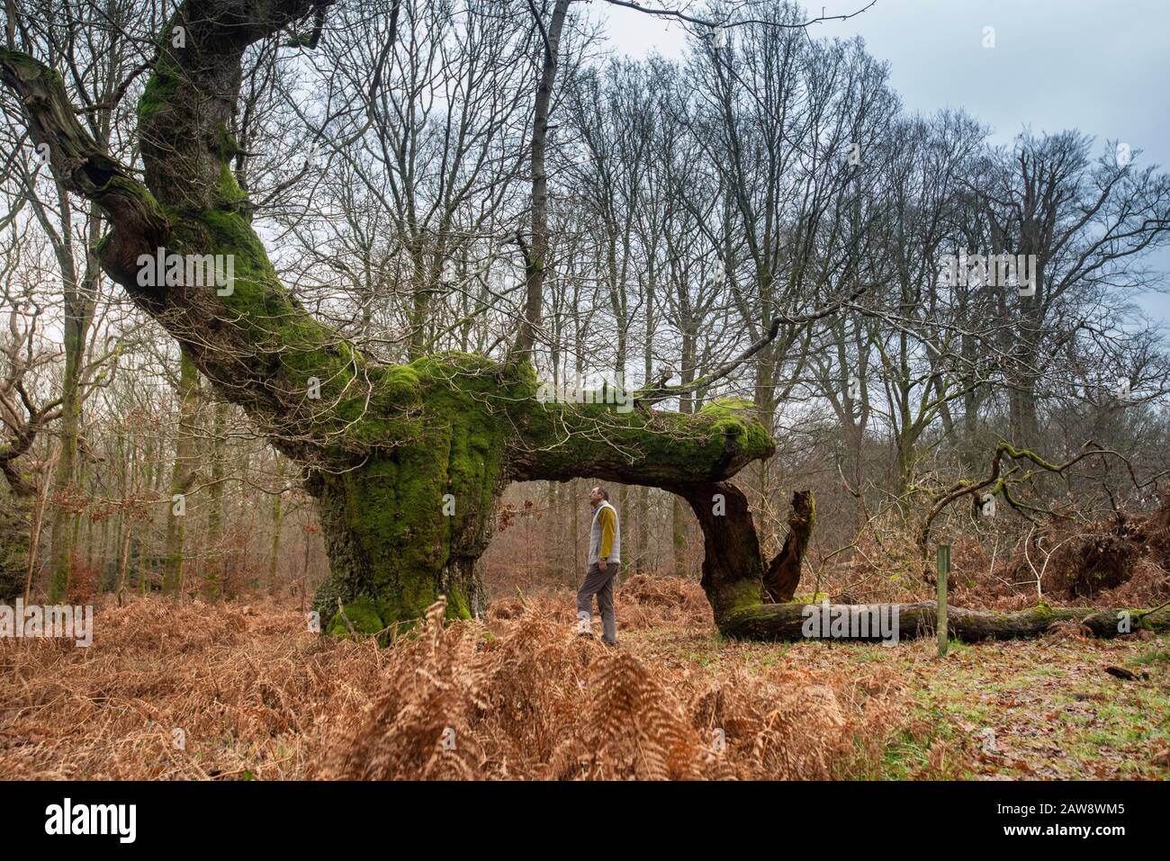 Savernake Forest, Wiltshire during winter Stock Photo - Alamy