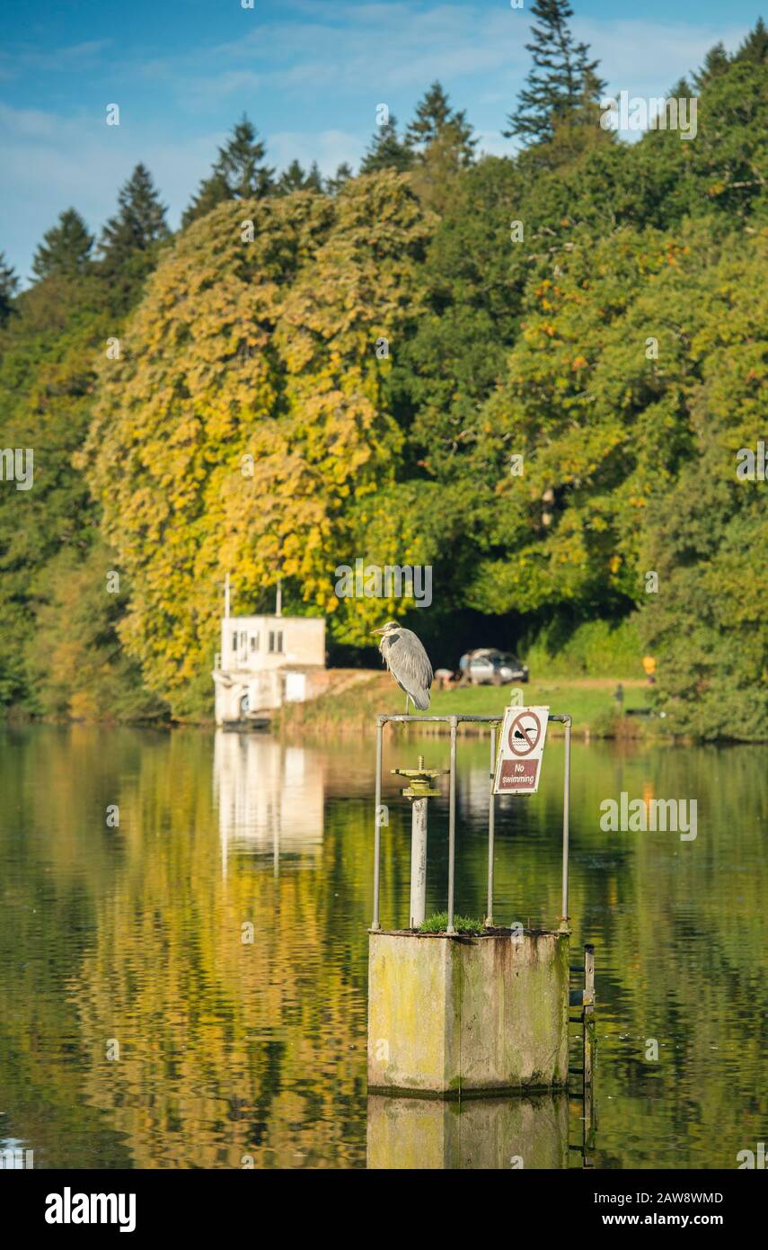 Shearwater lake longleat estate hi-res stock photography and images - Alamy