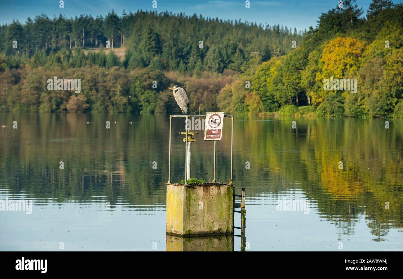 Shearwater lake longleat estate hi-res stock photography and images - Alamy