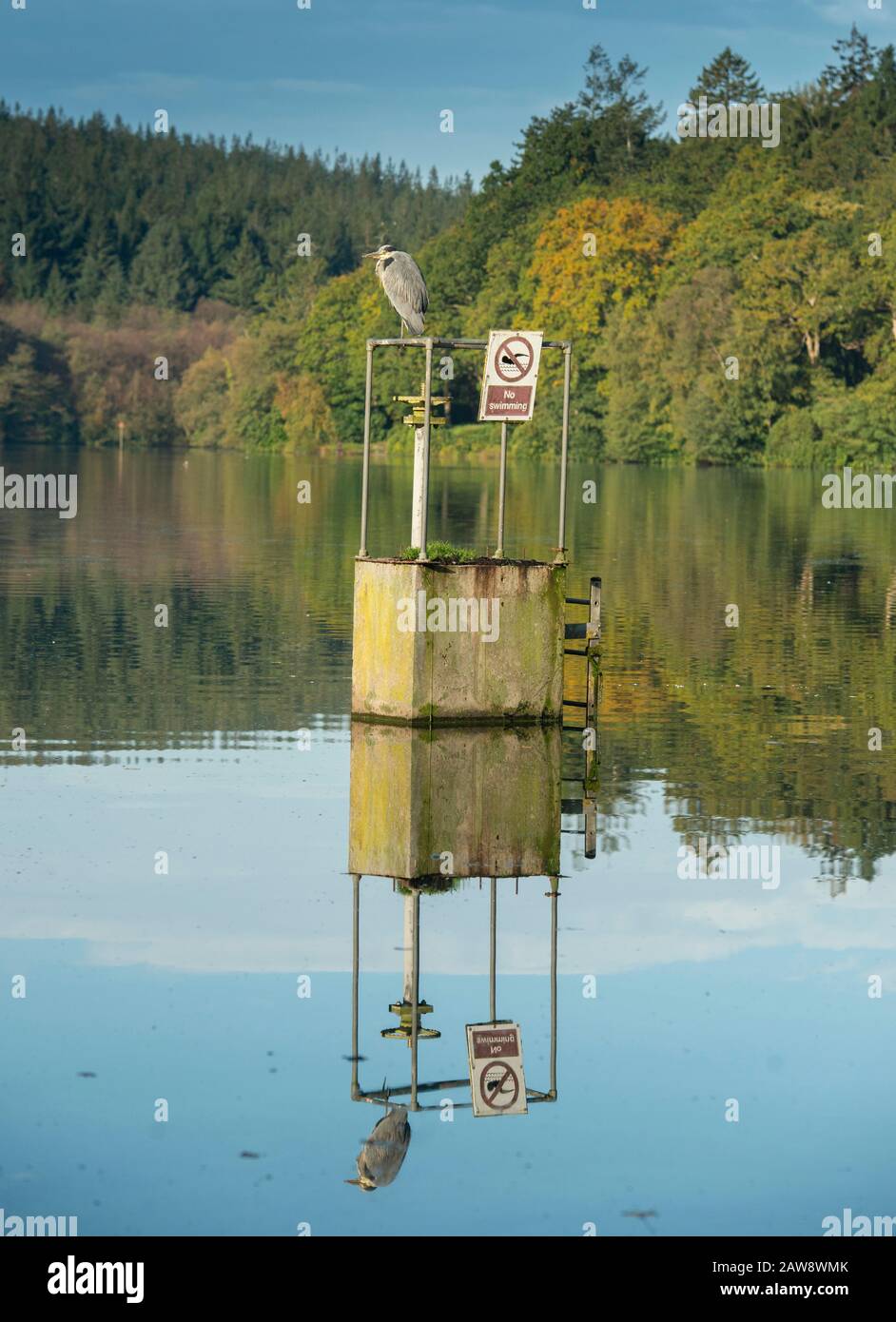 Autumn colours are starting to show at Shearwater lake, Warminster ...