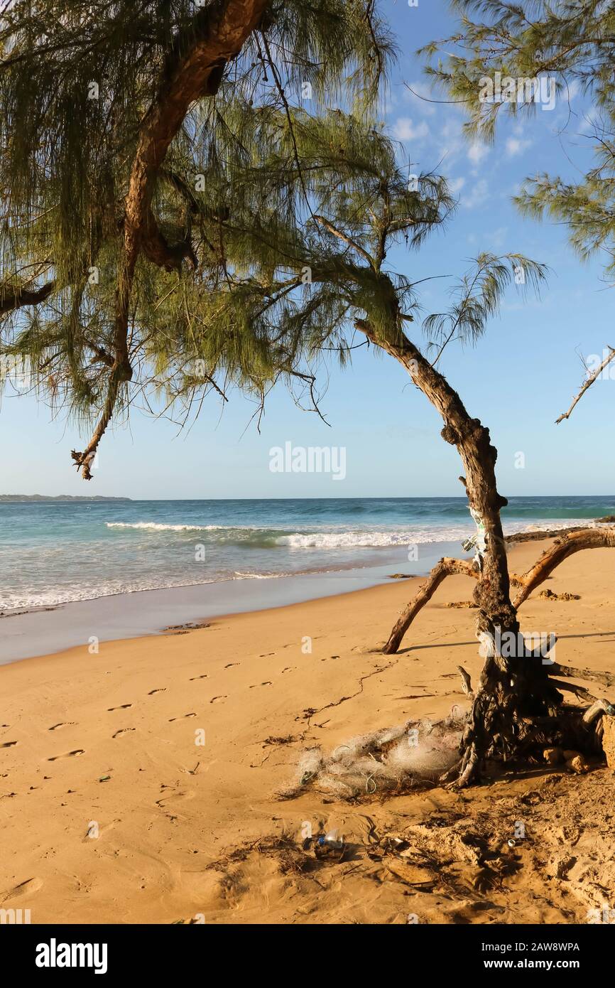 old tree at a lonely beach without people Stock Photo - Alamy