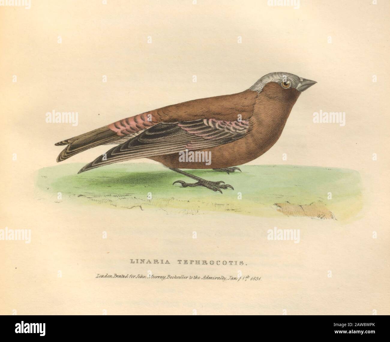 gray-crowned rosy finch (Leucosticte tephrocotis syn Linaria ...