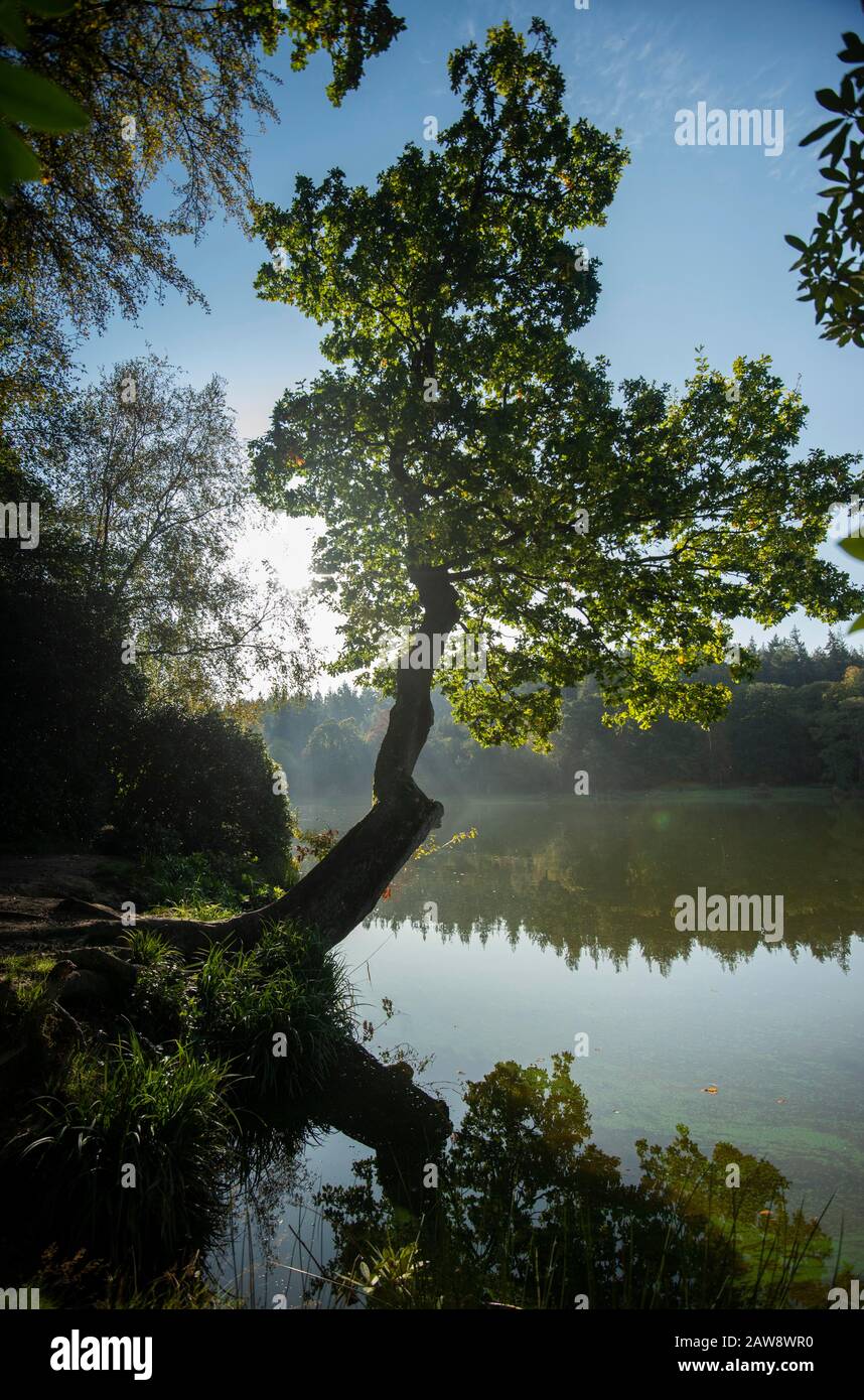 Autumn colours are starting to show at Shearwater lake, Warminster ...