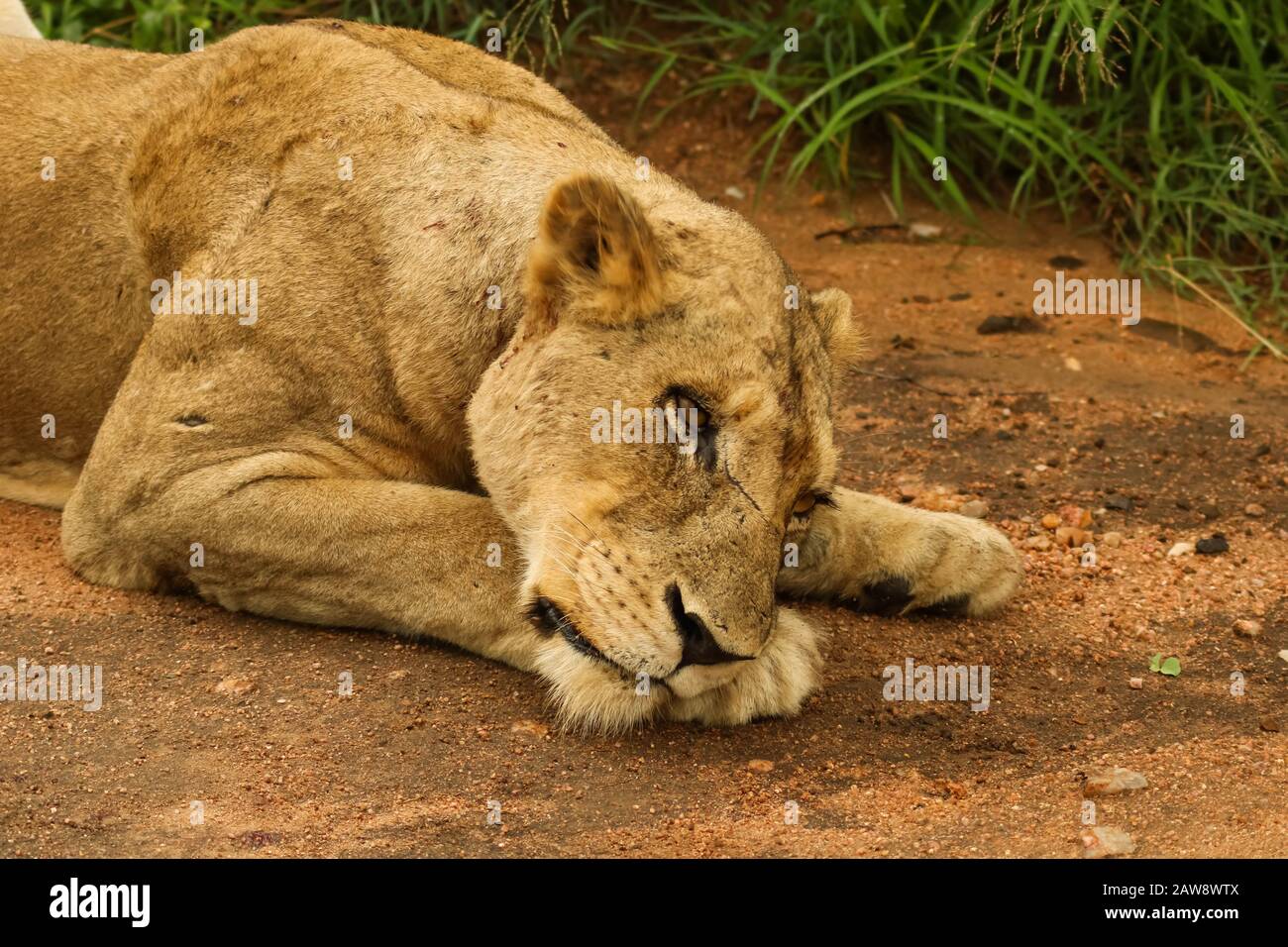 grown lion having a relaxing nap after a dangerous hunt Stock Photo - Alamy