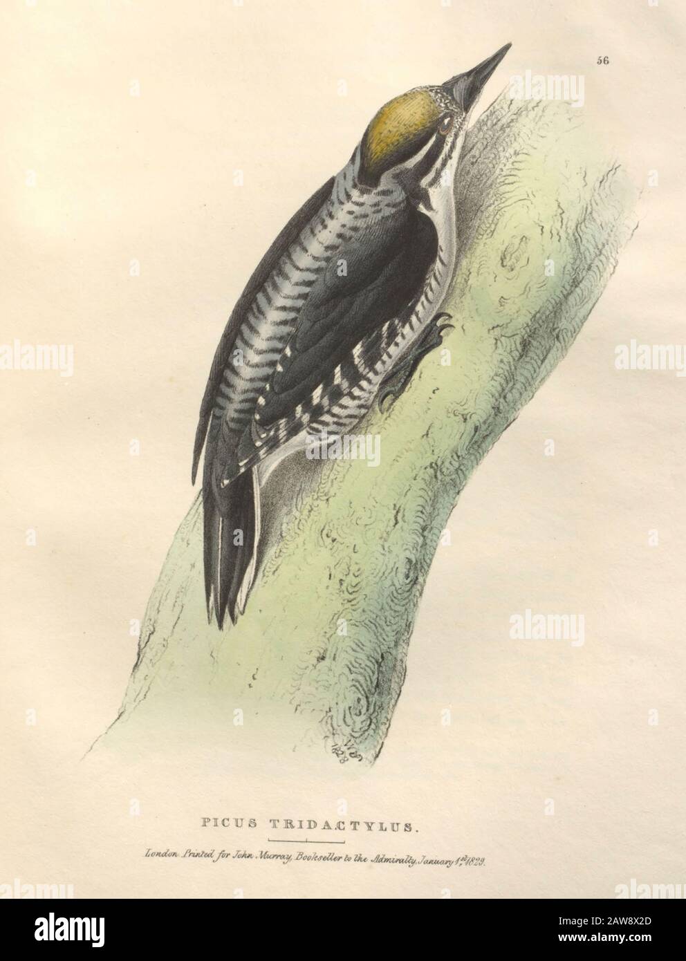 Picus tridactylus hi-res stock photography and images - Alamy