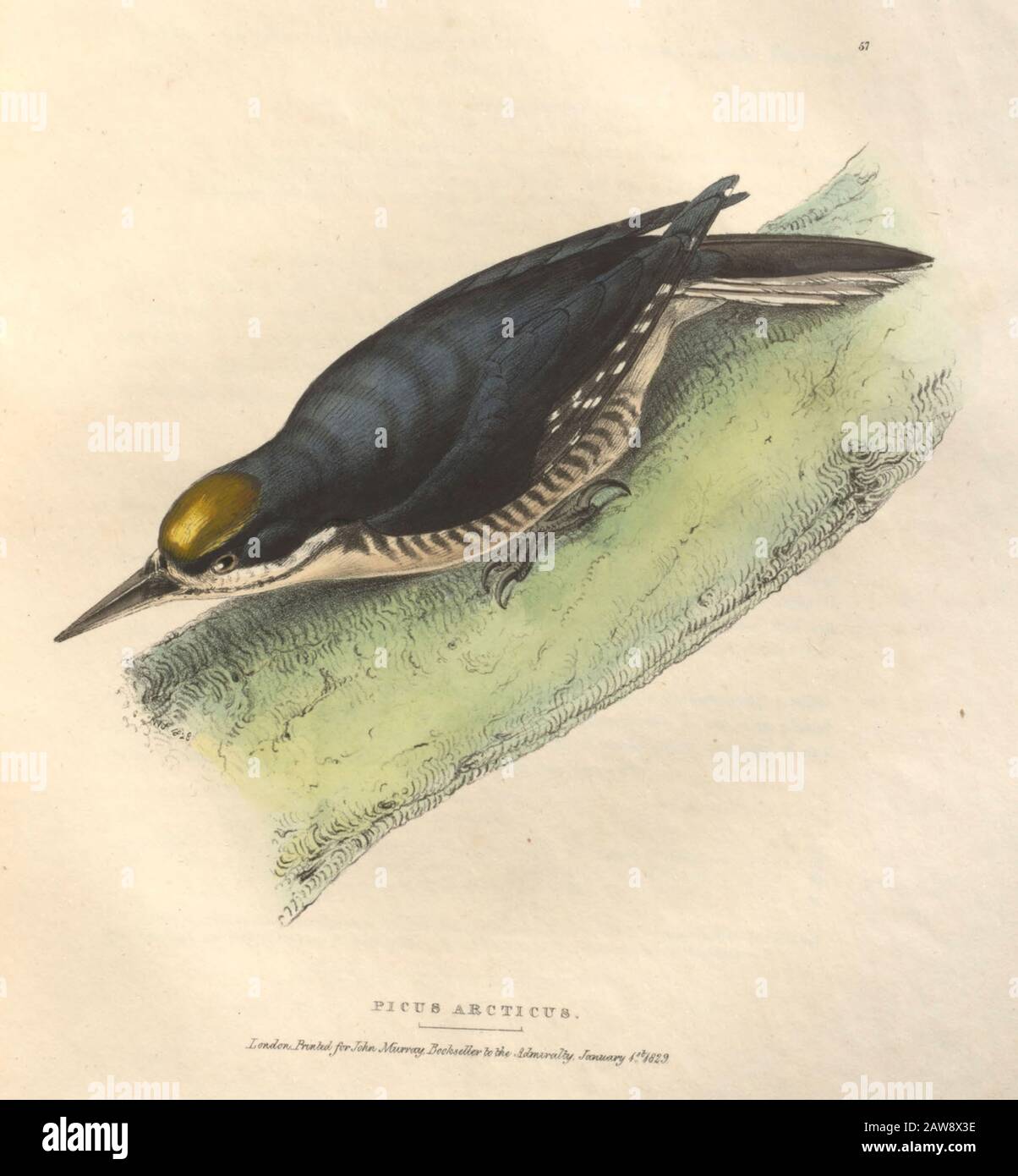 Black woodpecker illustration hi-res stock photography and images - Alamy